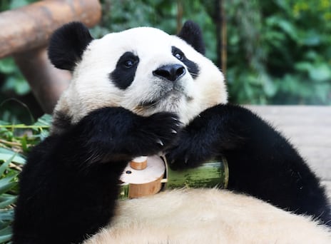 Goodbye Fu Bao!...Koreans bid farewell to beloved Panda born in S. Korea
